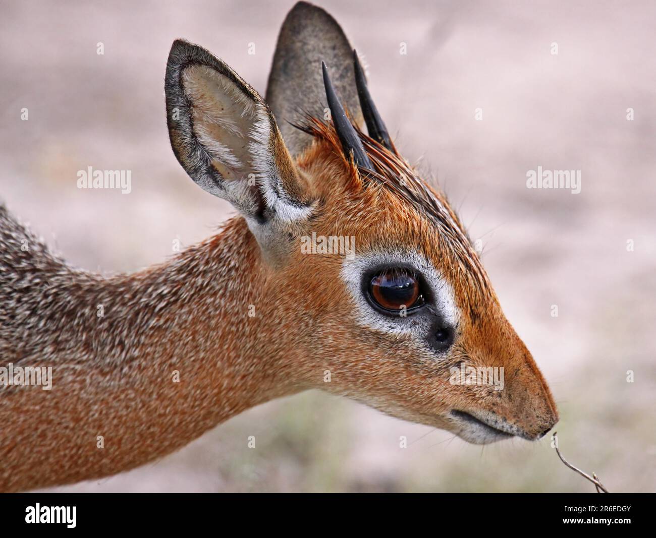 Damara Dik Dik (Madoqua) damarensis, Namibia, the smallest antelope in ...