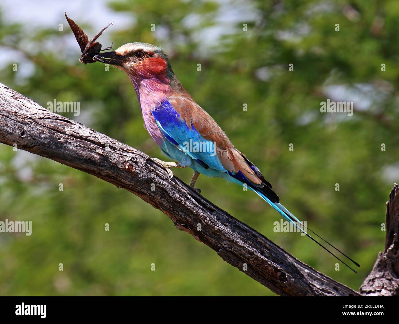 African roller with insect hi-res stock photography and images - Alamy
