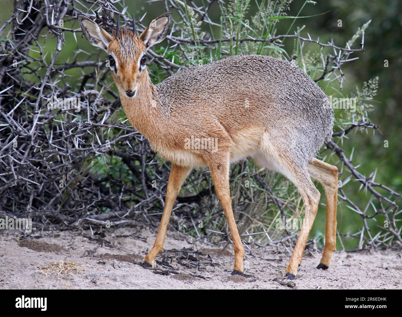 Damara Dik Dik (Madoqua) damarensis, Namibia, the smallest antelope in ...