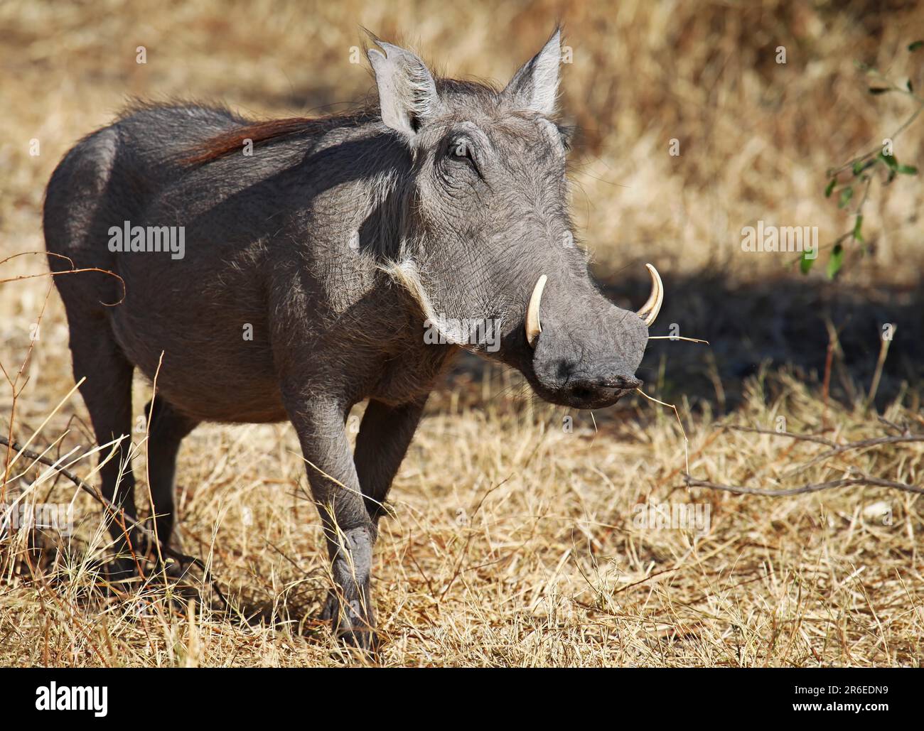 Common warthog (Phacochoerus africanus), Chobe, Botswana, Warthog ...