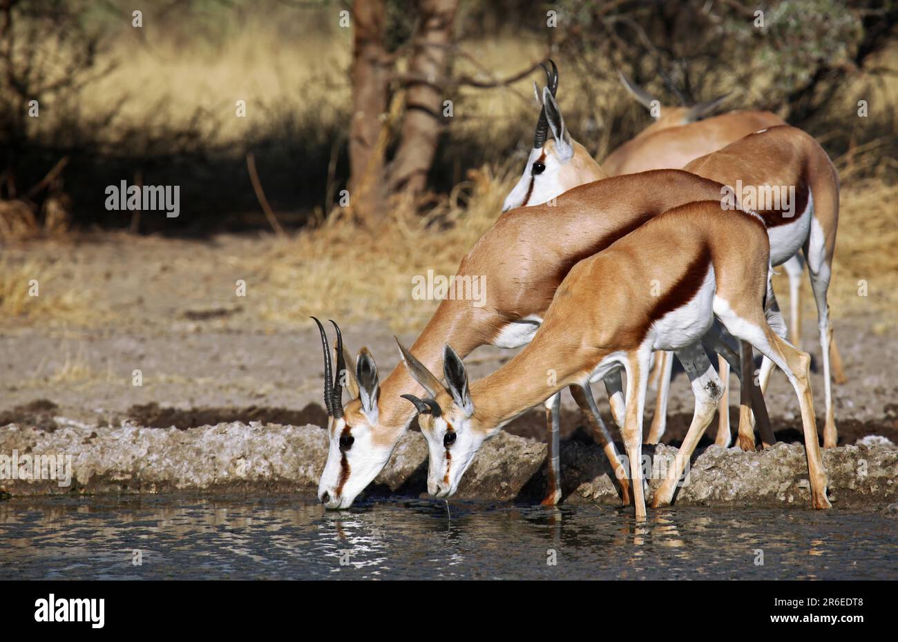 Springbock, Central Kalahari Game Reserve, Botswana, Botsuana ...