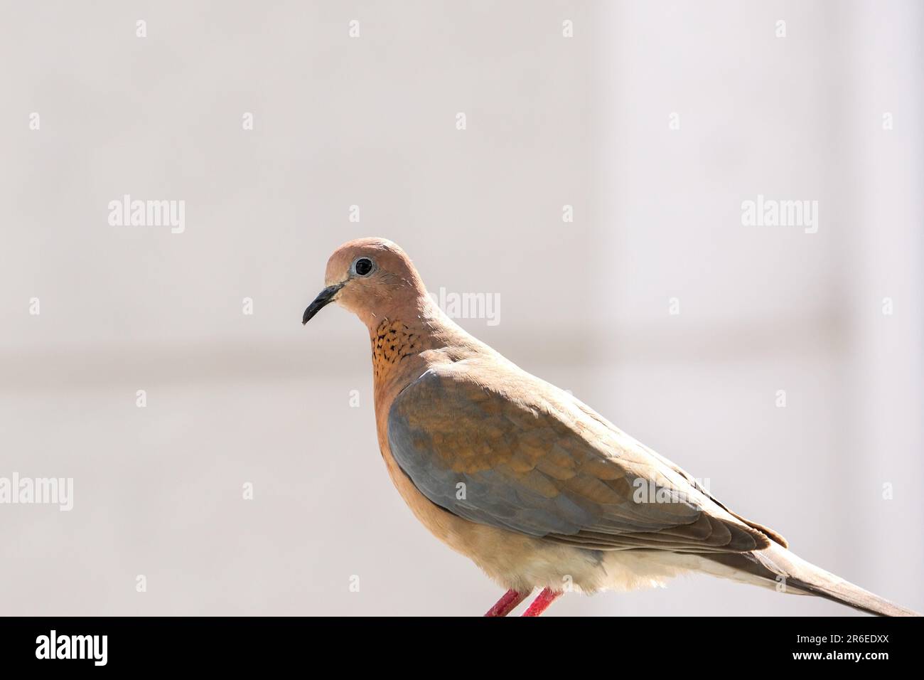 Close up turtledove head with feather and beack on blurred background ...