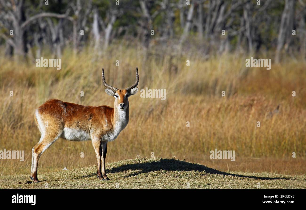 Red lechwe (Kobus leche), bog antelope, Moremi Game Reserve Botswana ...