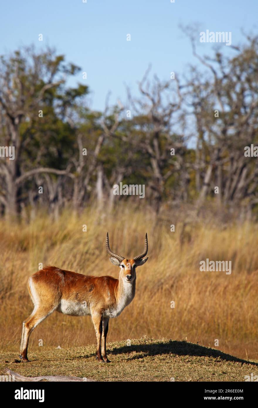 Antelope gazelle kobus leche africa hi-res stock photography and images ...