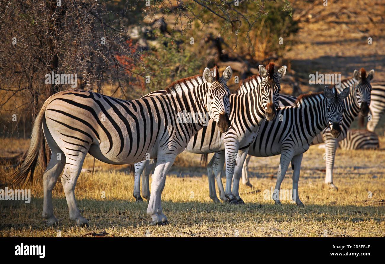 Zebra-Migration im Makgadikgadi Pans National Park, Botswana, zebras at ...