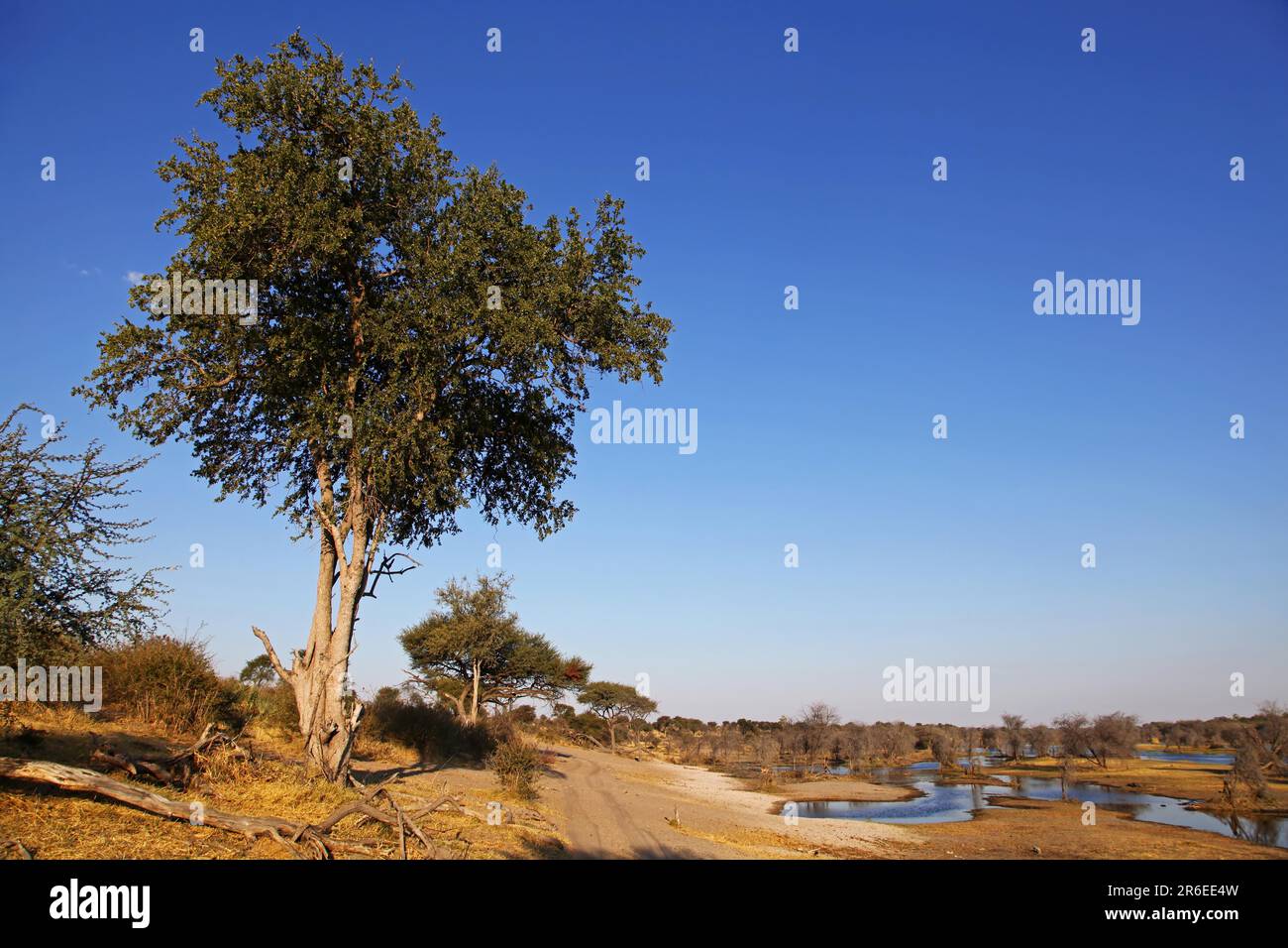 Landschaft im Makgadikgadi Pans National Park am Boteti, Botswana ...