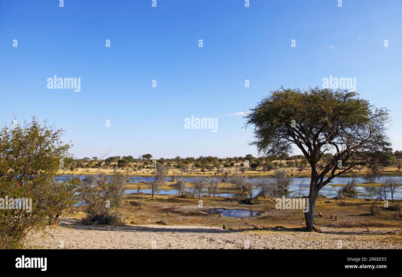 Landschaft im Makgadikgadi Pans National Park am Boteti, Botswana ...