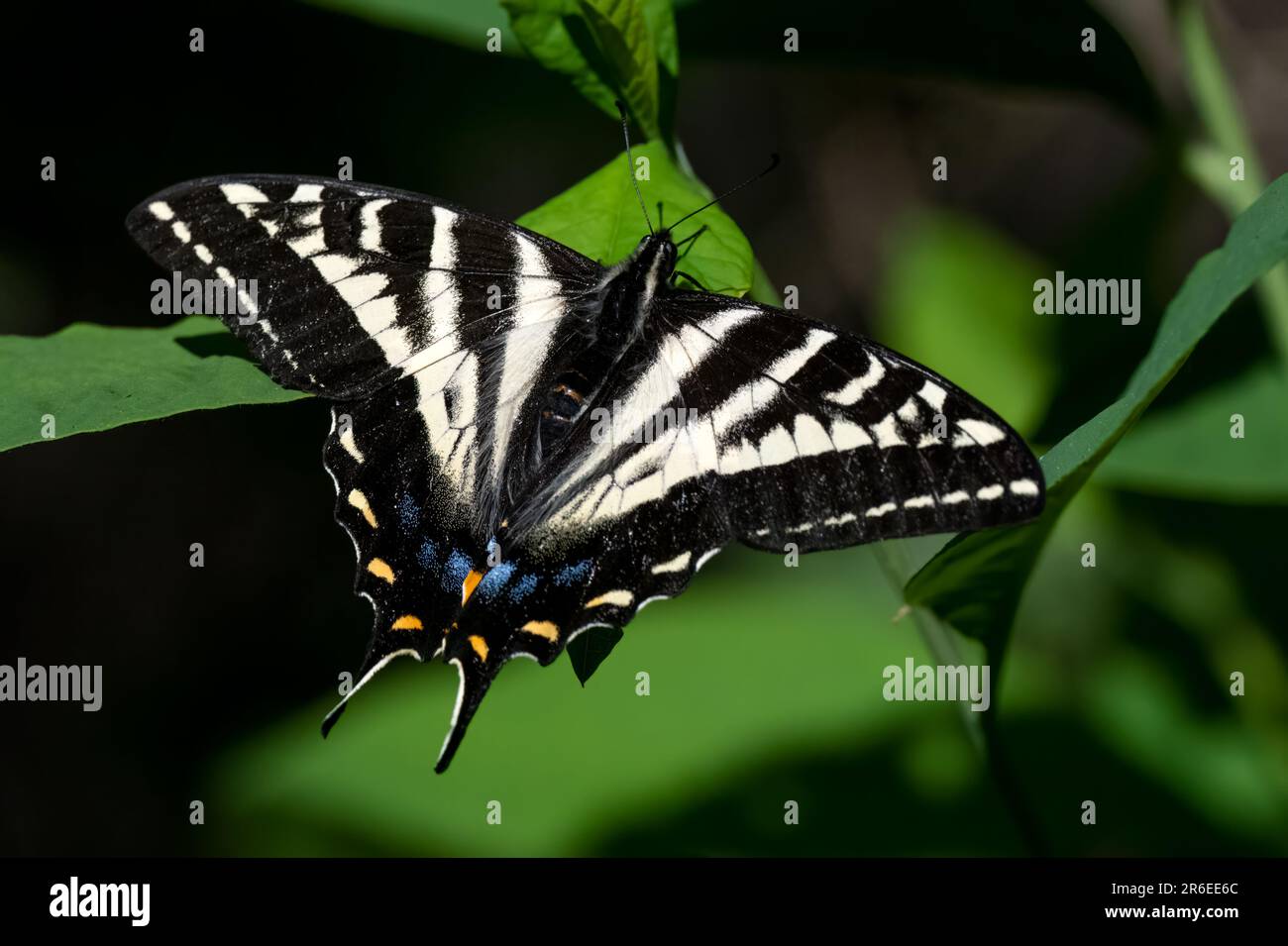 Black Swallowtail Butterfly Flying