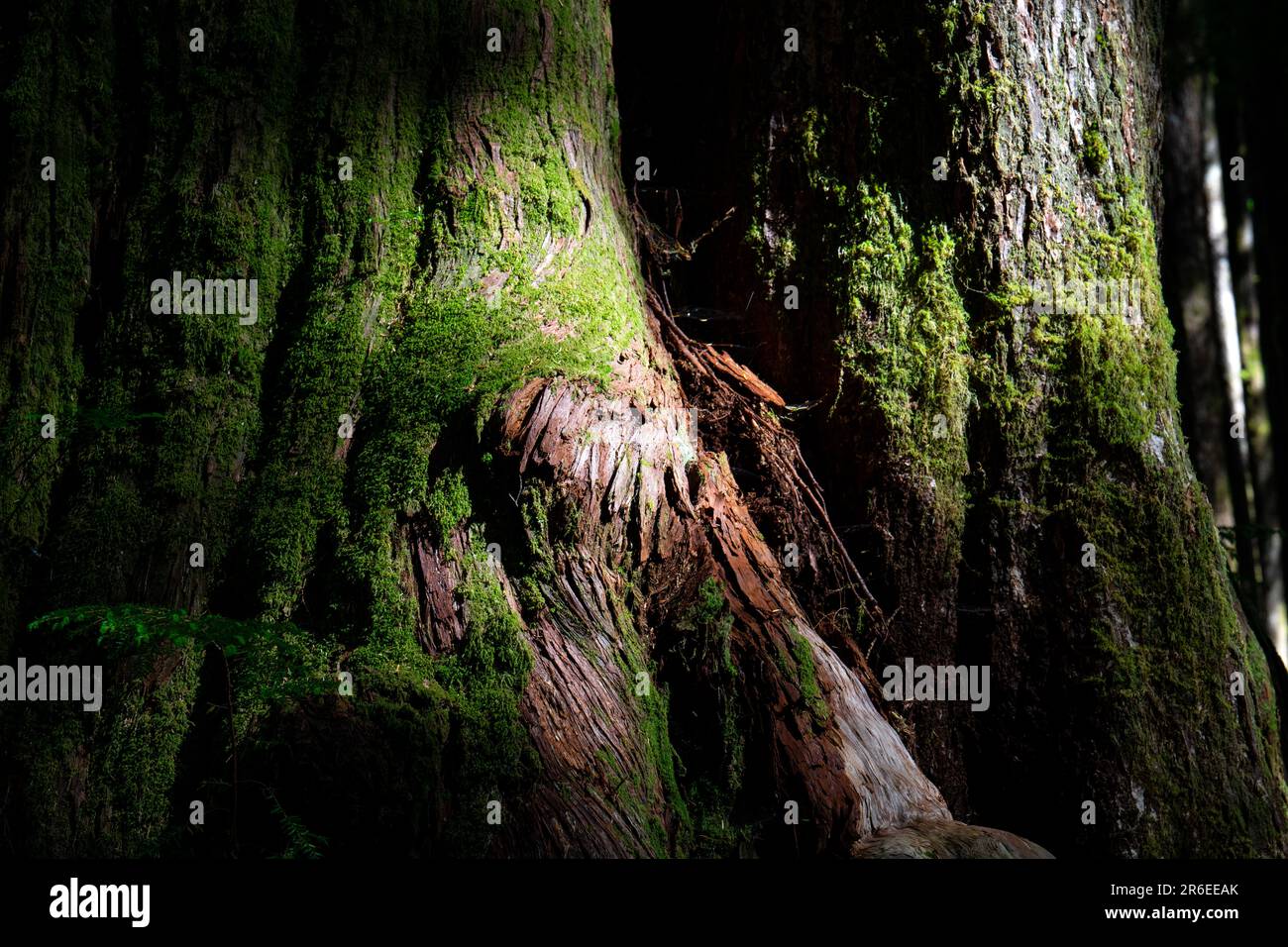 Western red cedar branches hi-res stock photography and images - Alamy