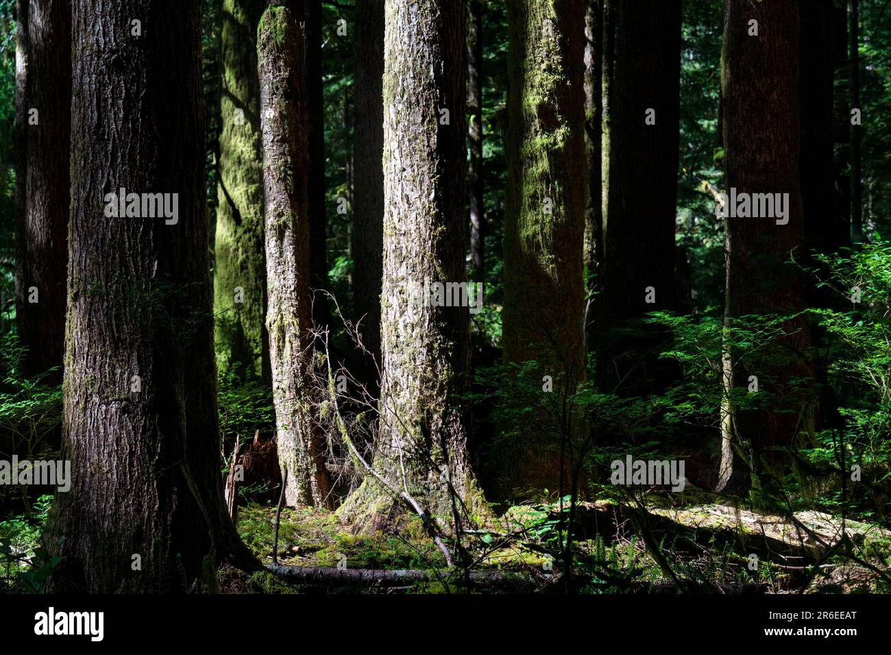 Western red cedar branches hi-res stock photography and images - Alamy
