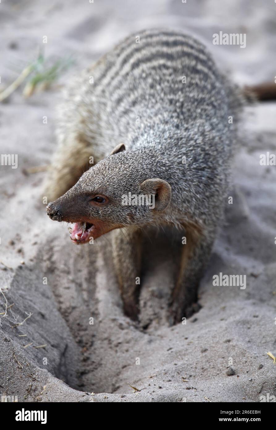 African banded mongoose hi-res stock photography and images - Alamy