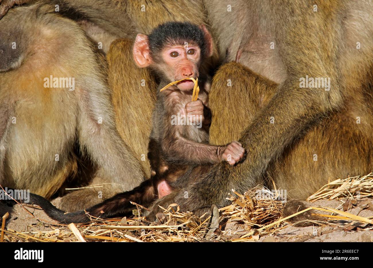 Yellow Baboon (papio cynocephalus), yellow baboon, Chobe, Botswana, savanna baboon, Botswana ...
