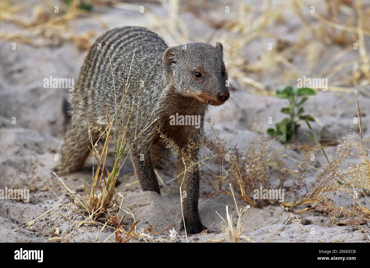 African banded mongoose hi-res stock photography and images - Alamy