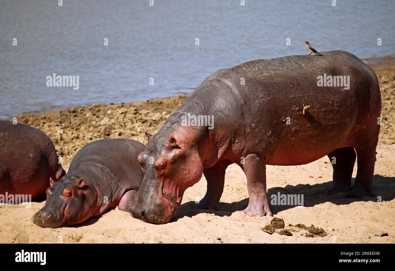 Hippos at South Luangwa National Park, Zambia, Hippos at South Luangwa ...
