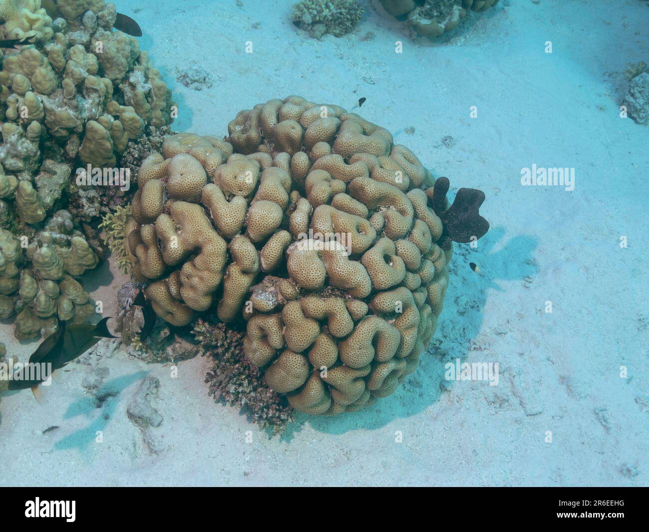 Diploria labyrinthiformis hi-res stock photography and images - Alamy