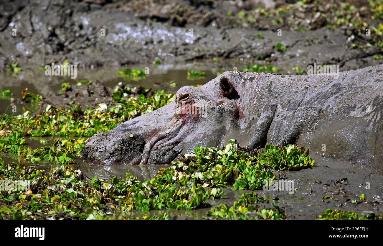 Luangwan national park hi-res stock photography and images - Alamy