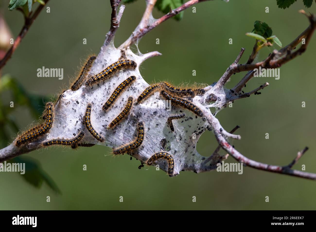 British caterpillars hi-res stock photography and images - Alamy