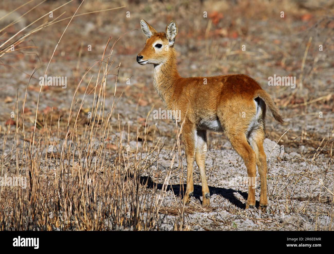 Animal puku wildlife hi-res stock photography and images - Alamy