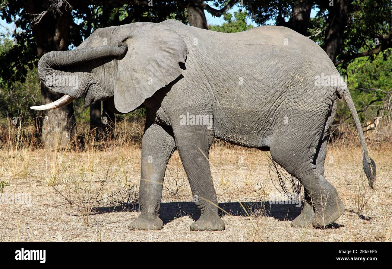 Scratching ear hi-res stock photography and images - Alamy