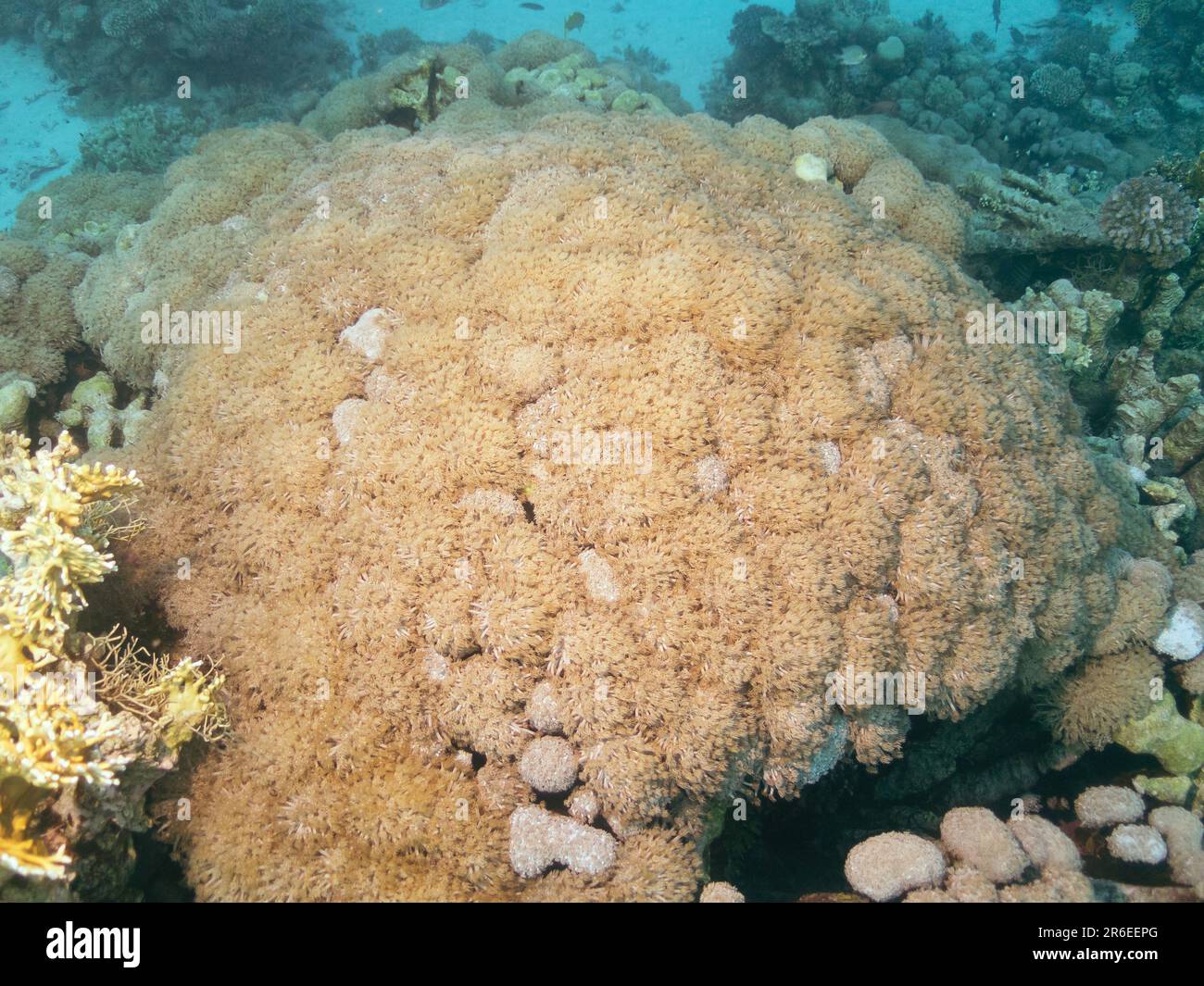 Organ Pipe Coral or Tubipora Musica at the bottom of the Red sea in ...