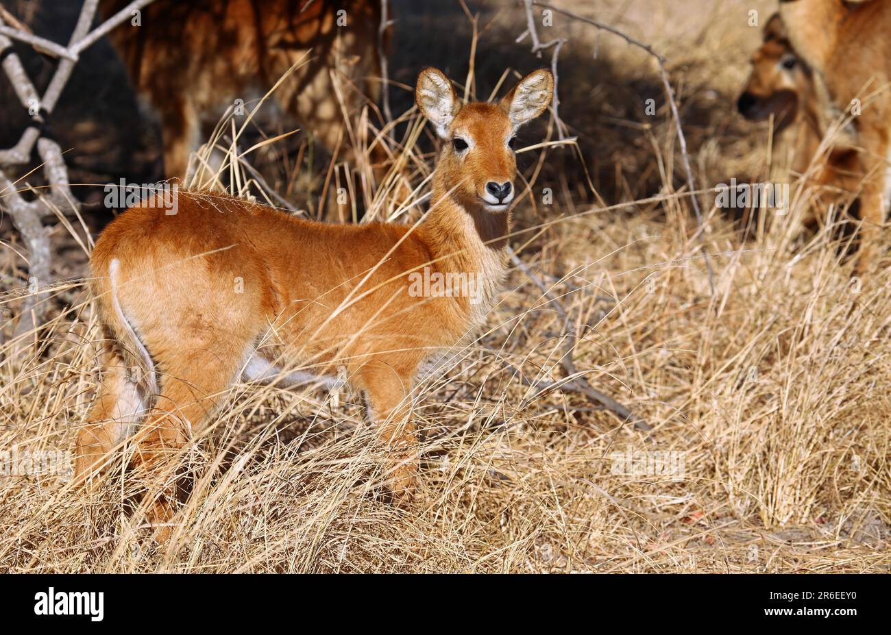 Animal puku wildlife hi-res stock photography and images - Alamy