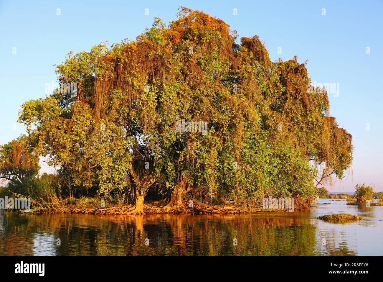 Tree island in the Zambezi, Zambia, trees in river Zambezi, Zambia ...
