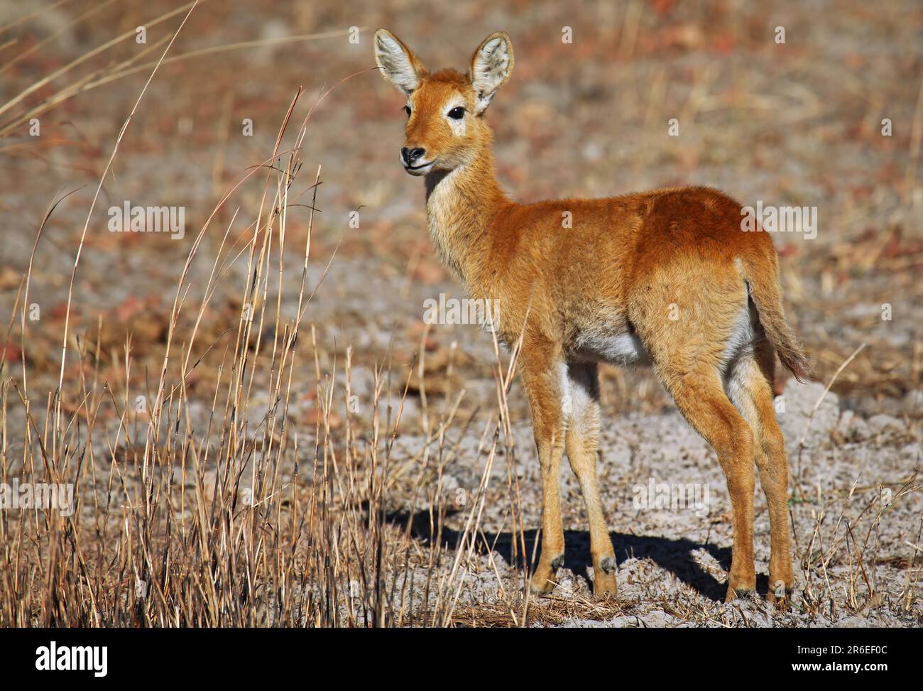 Animal puku wildlife hi-res stock photography and images - Alamy