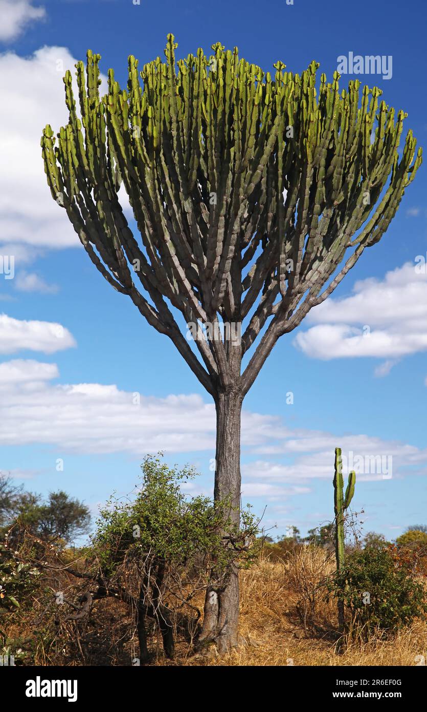 Spurge (Euphorbia) at Kafue National Park, Zambia, spurge at Kafue ...