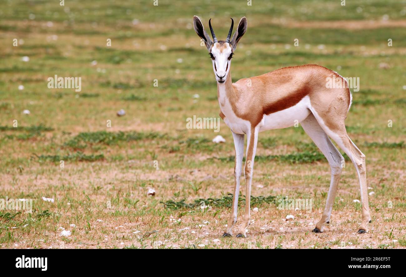 Springbock, Etosha, Namibia, Springbok (Antidorcas marsupialis Stock ...
