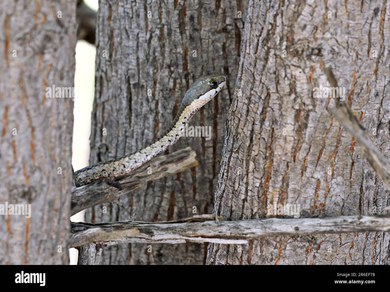Boomslang (Dispholidus typus), Etsoha National Park, Namibia, Boomslang ...
