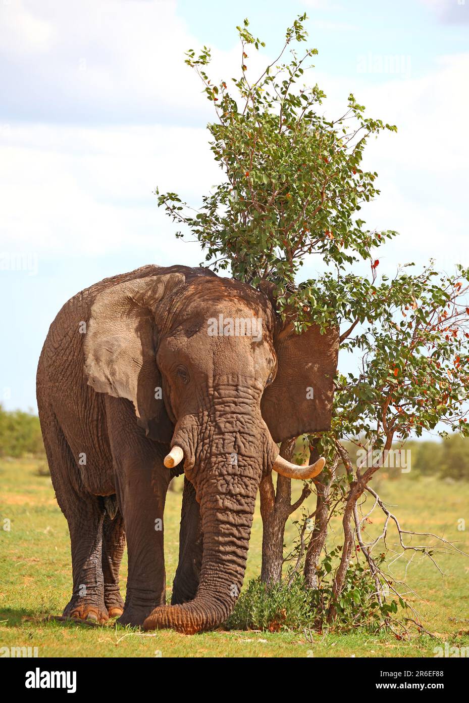 Elephant scratching itself on a tree, Etosha, Namibia, male african ...