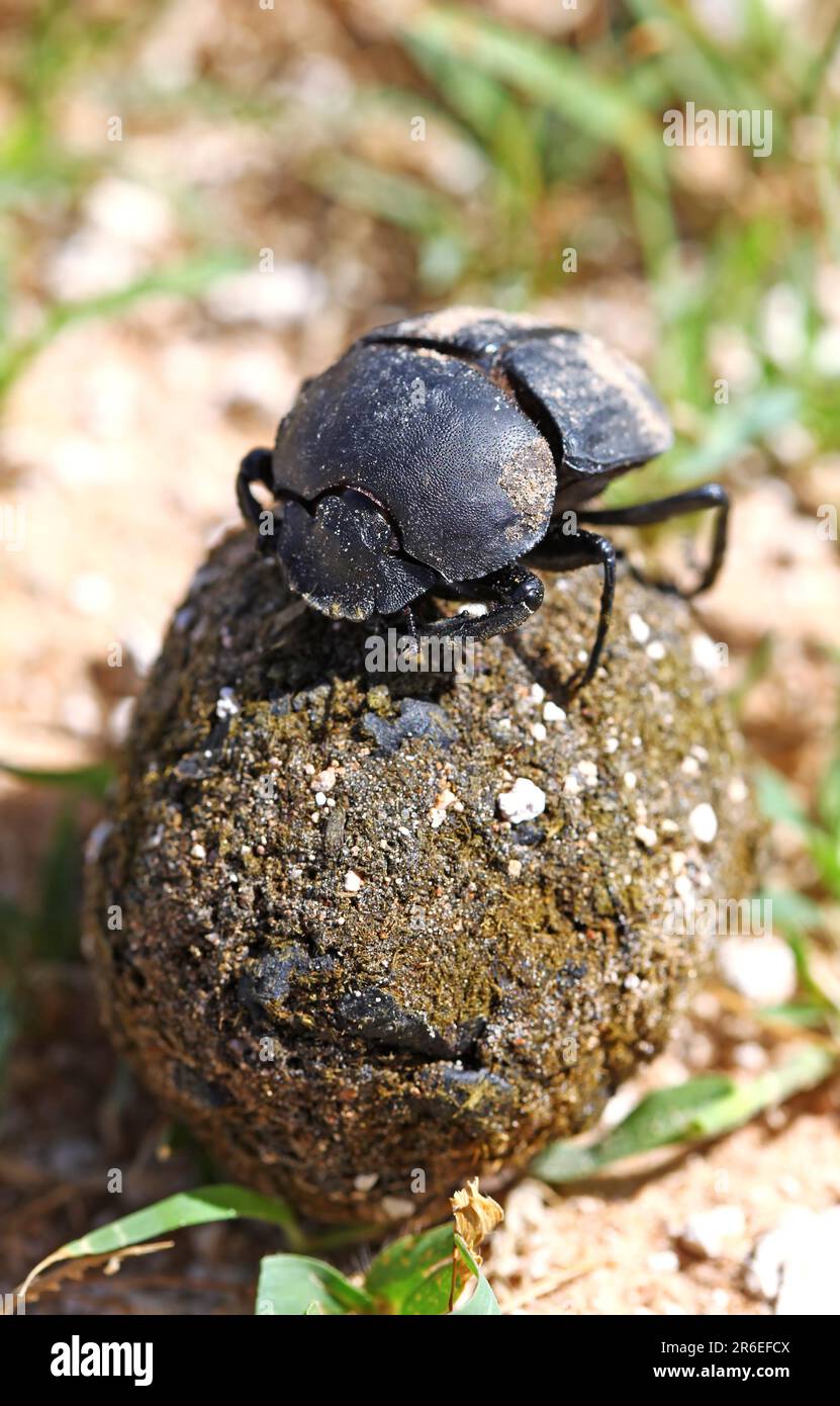 Egyptian scarab beetles hi-res stock photography and images - Alamy