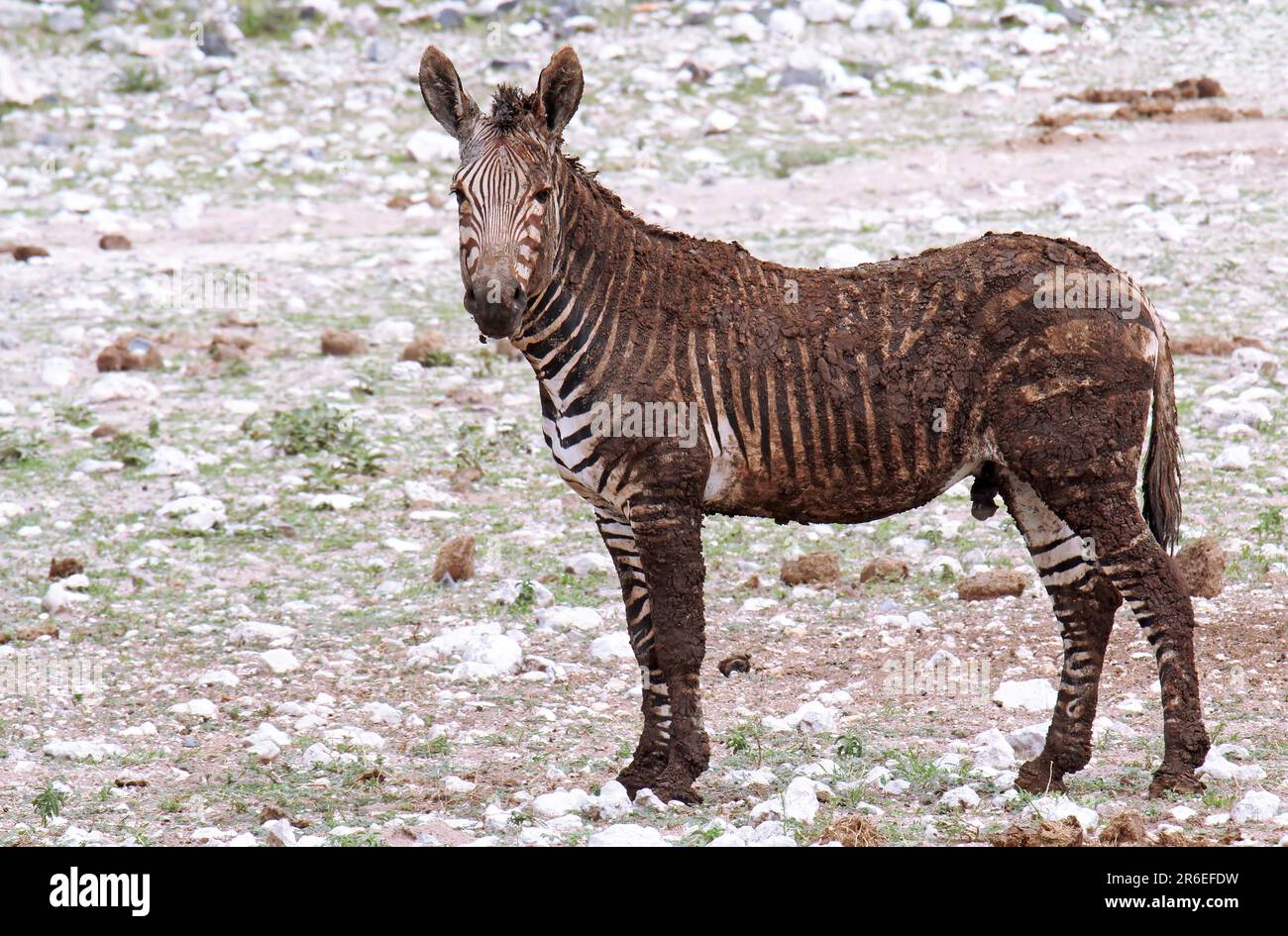 Hartmann's mountain zebra full of mud, Etosha NP, Namibia, mountain ...