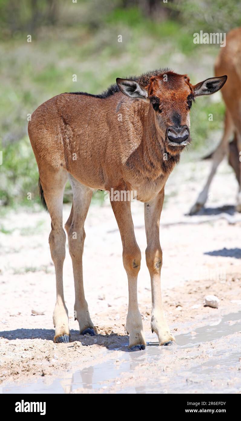 Very young wildebeest, Etosha, Namibia, very young wildebeest, Etosha ...