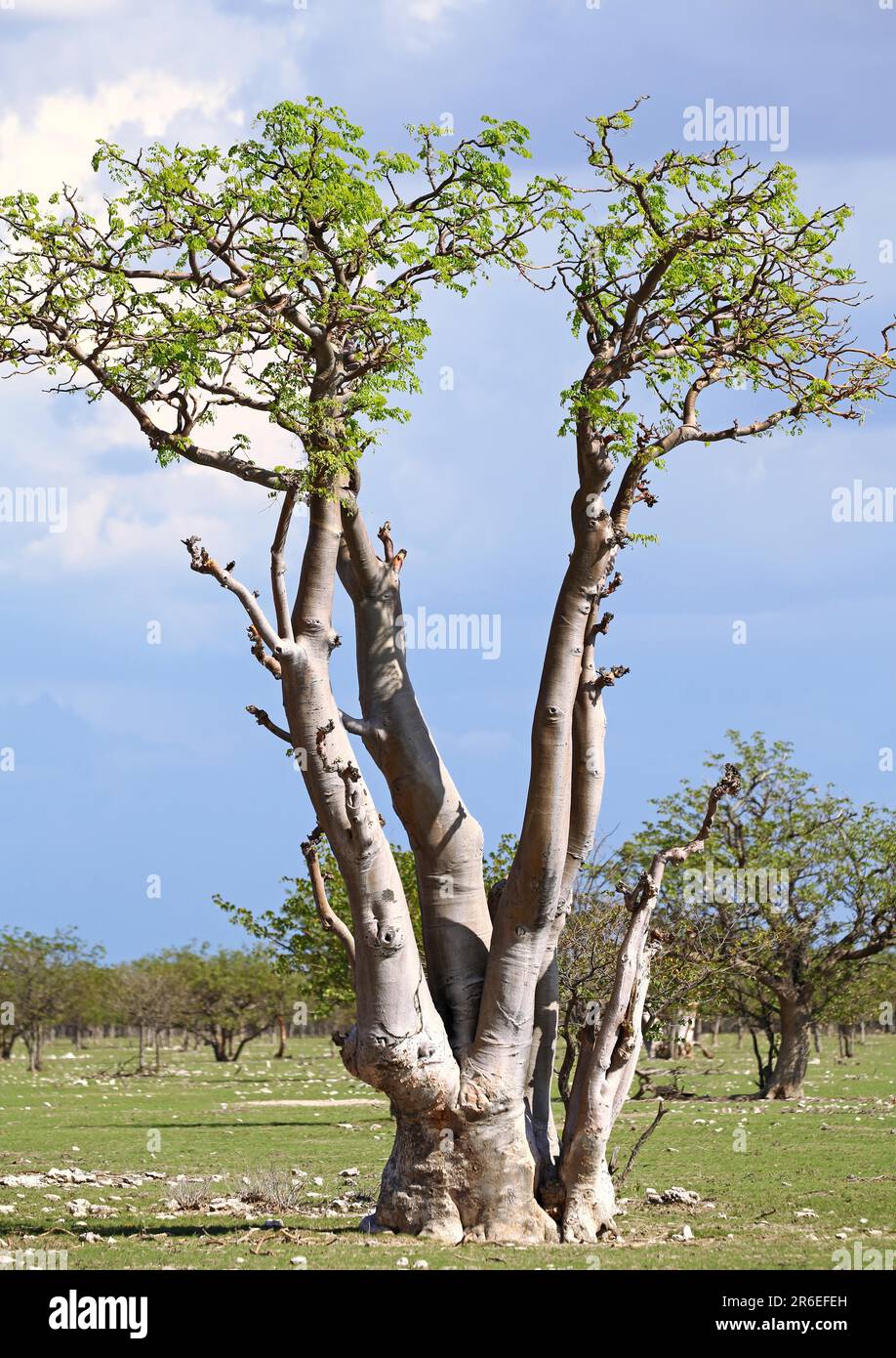 Moringa ghost tree in the ghost forest in Etosha NP, Namibia, Moringa ...