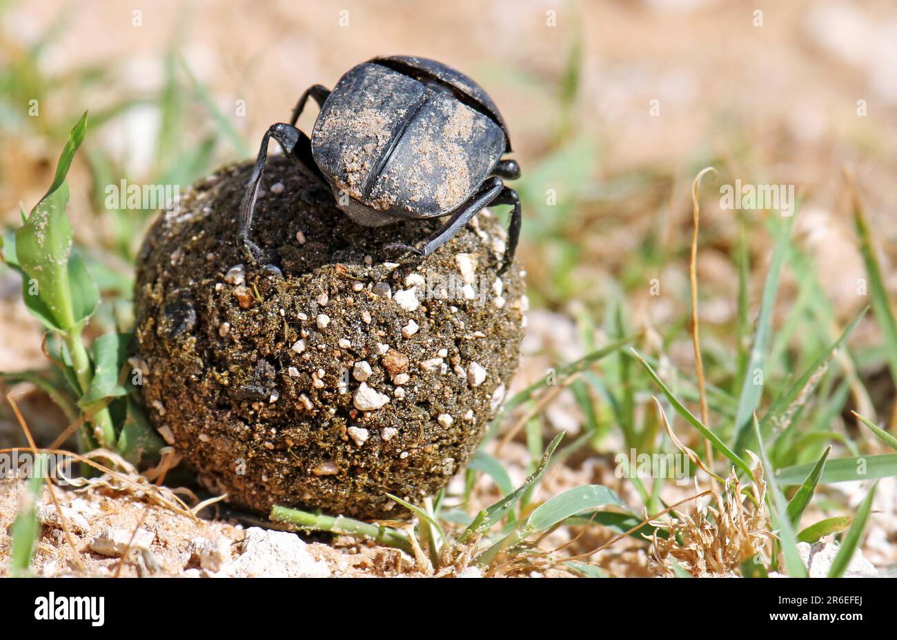 African scarab beetle hi-res stock photography and images - Alamy