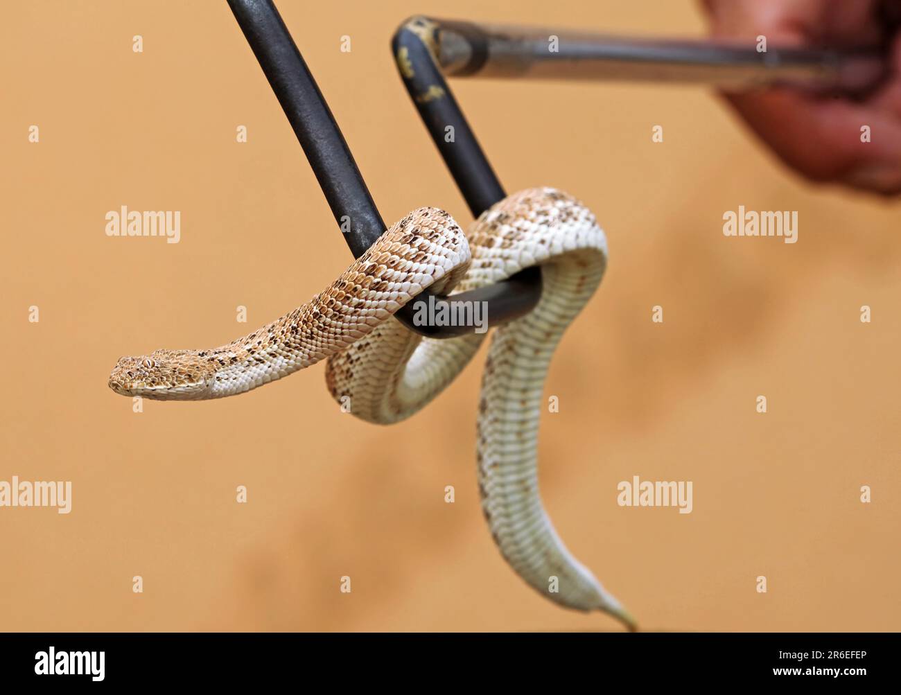 Dwarf puff adder, sidewinder snake on a stick, Namib-W Stock Photo - Alamy