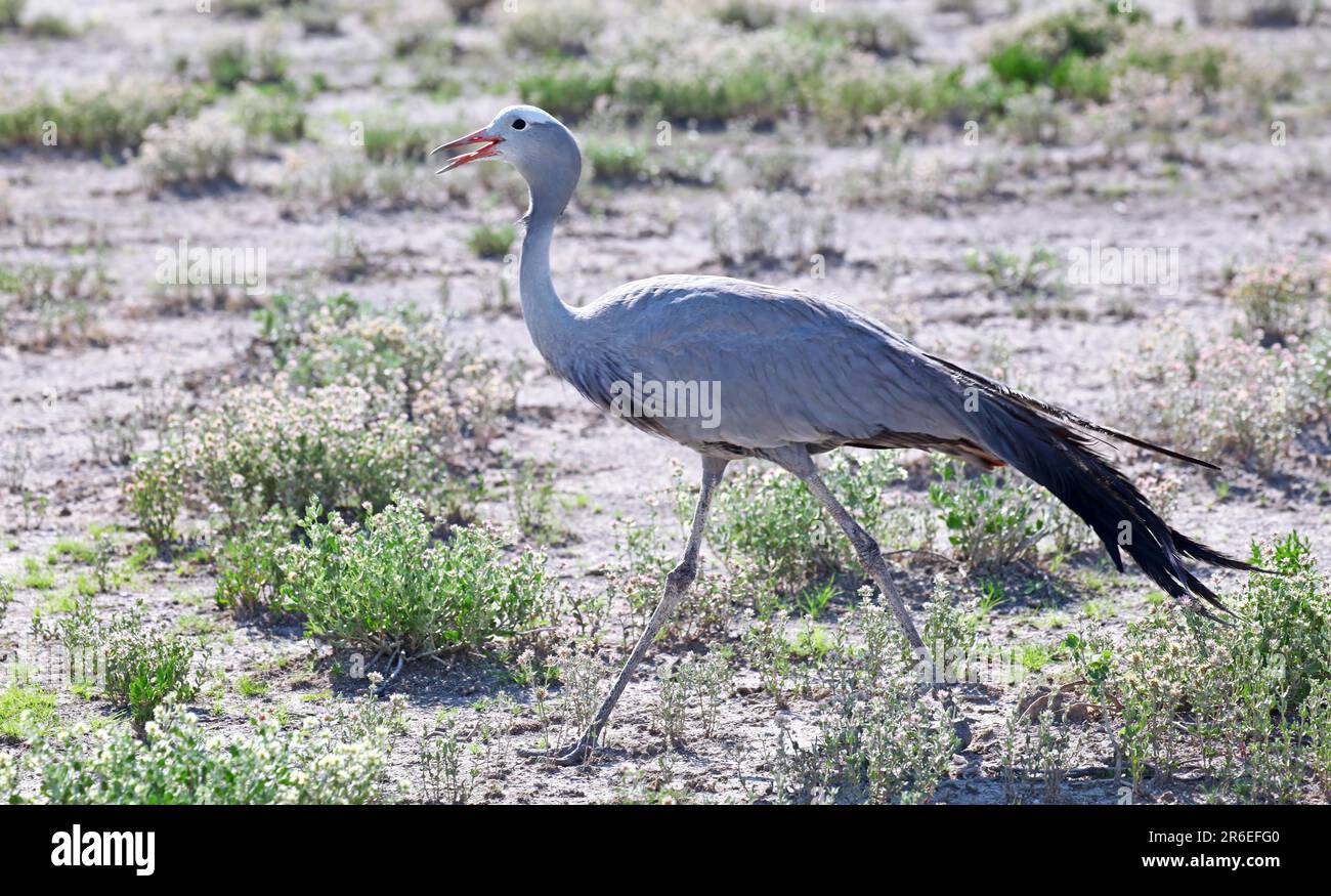 Paradise crane, Etosha National Park, Namibia, paradise crane, Etosha ...