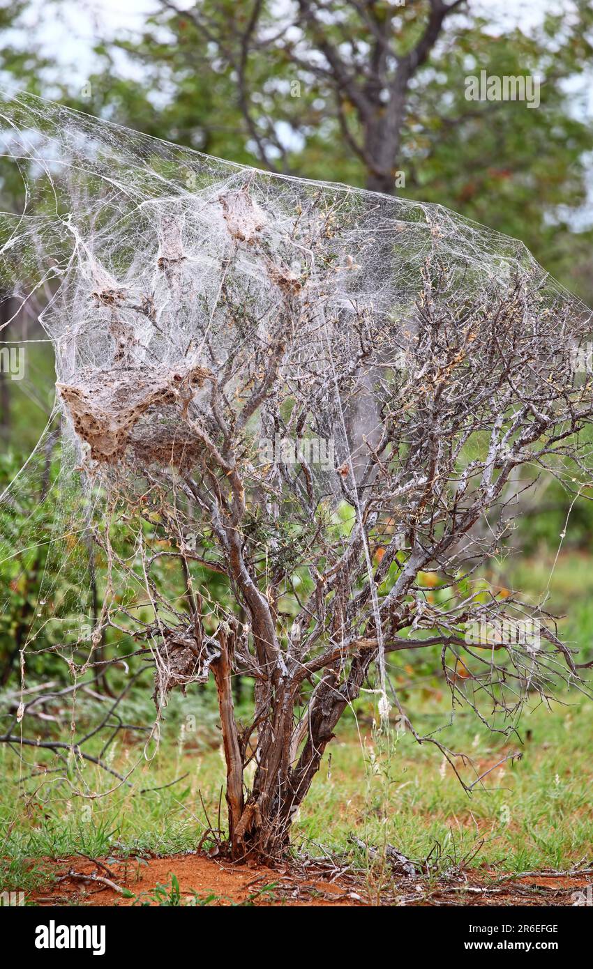 African spiders hi-res stock photography and images - Alamy