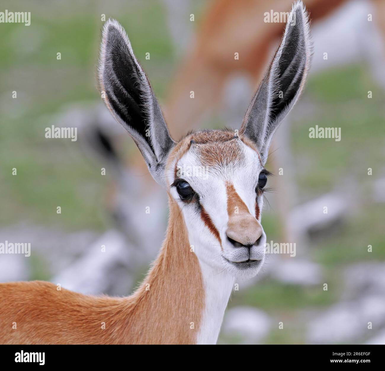Young Springbok (Antidorcas marsupialis), Etosha, Namibia, young ...