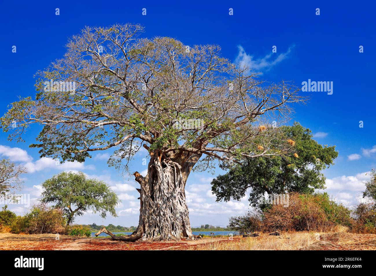 Monkey bread tree hi-res stock photography and images - Alamy