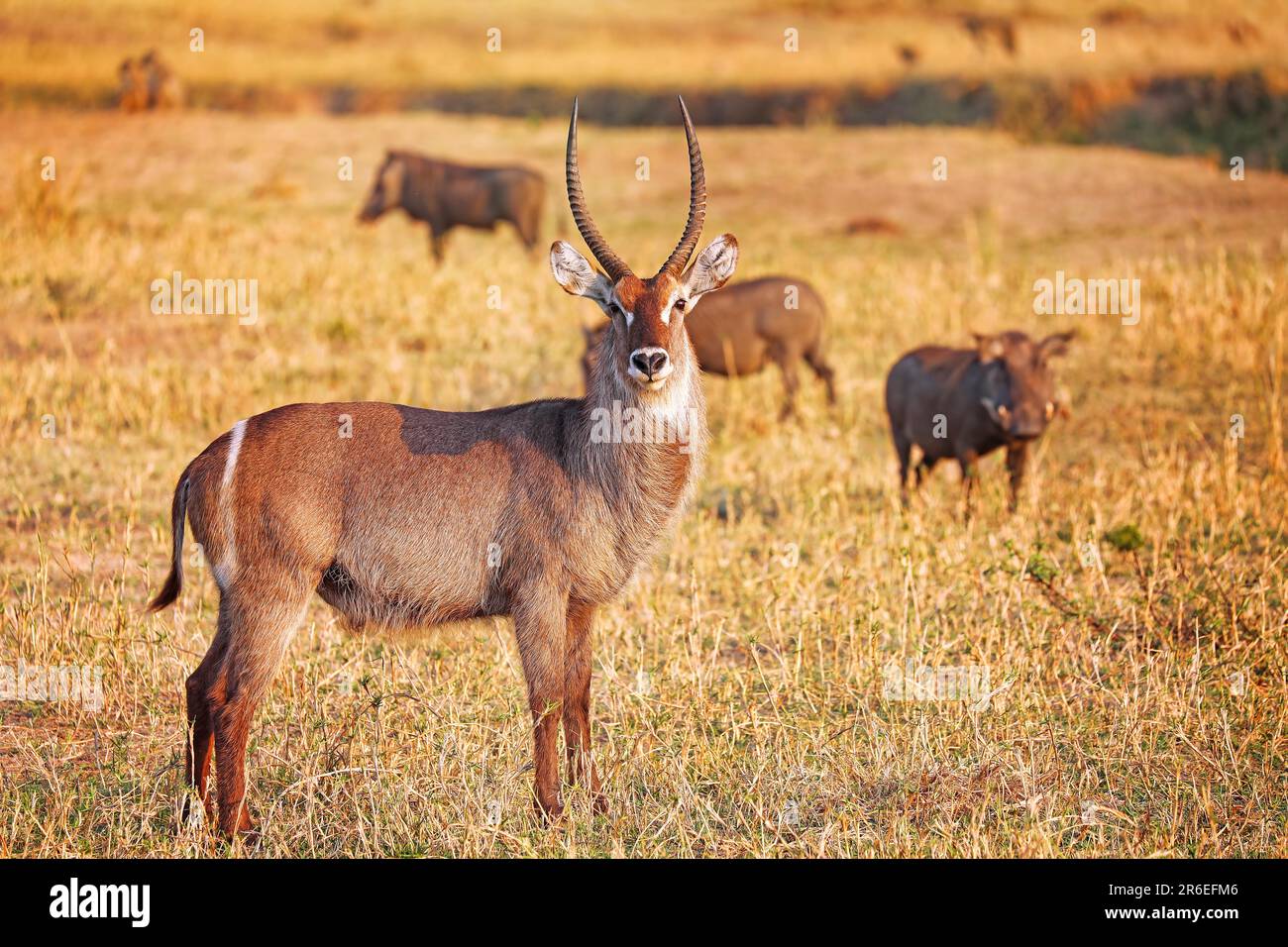 Wildlife liwonde national park hi-res stock photography and images - Alamy