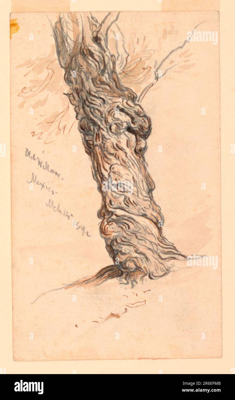 Trunk of a willow. Date: March 14, 1892. Graphite, pen and brown ink ...