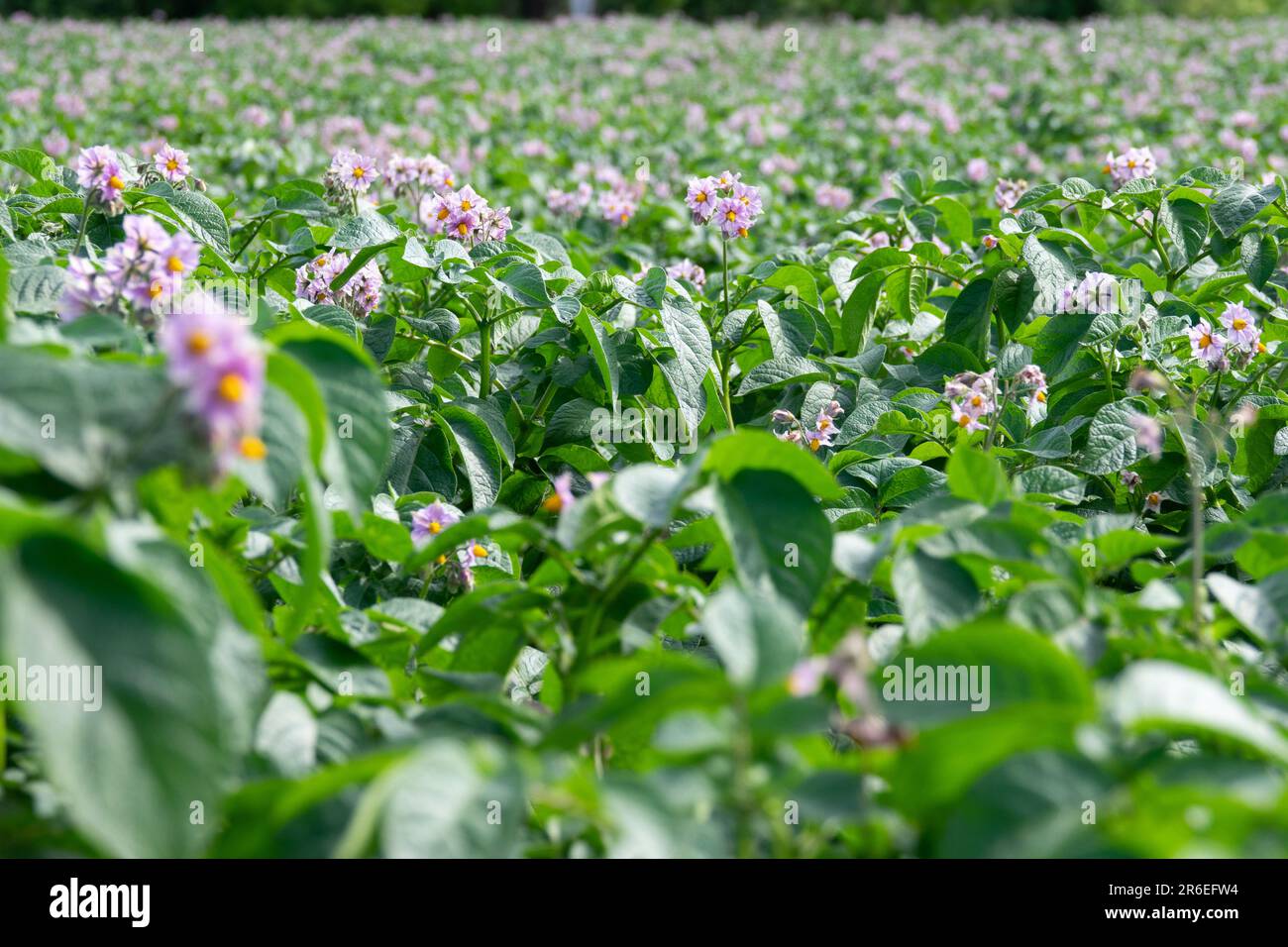 Light violet blooming potato flowers with green leaves on a farm field ...