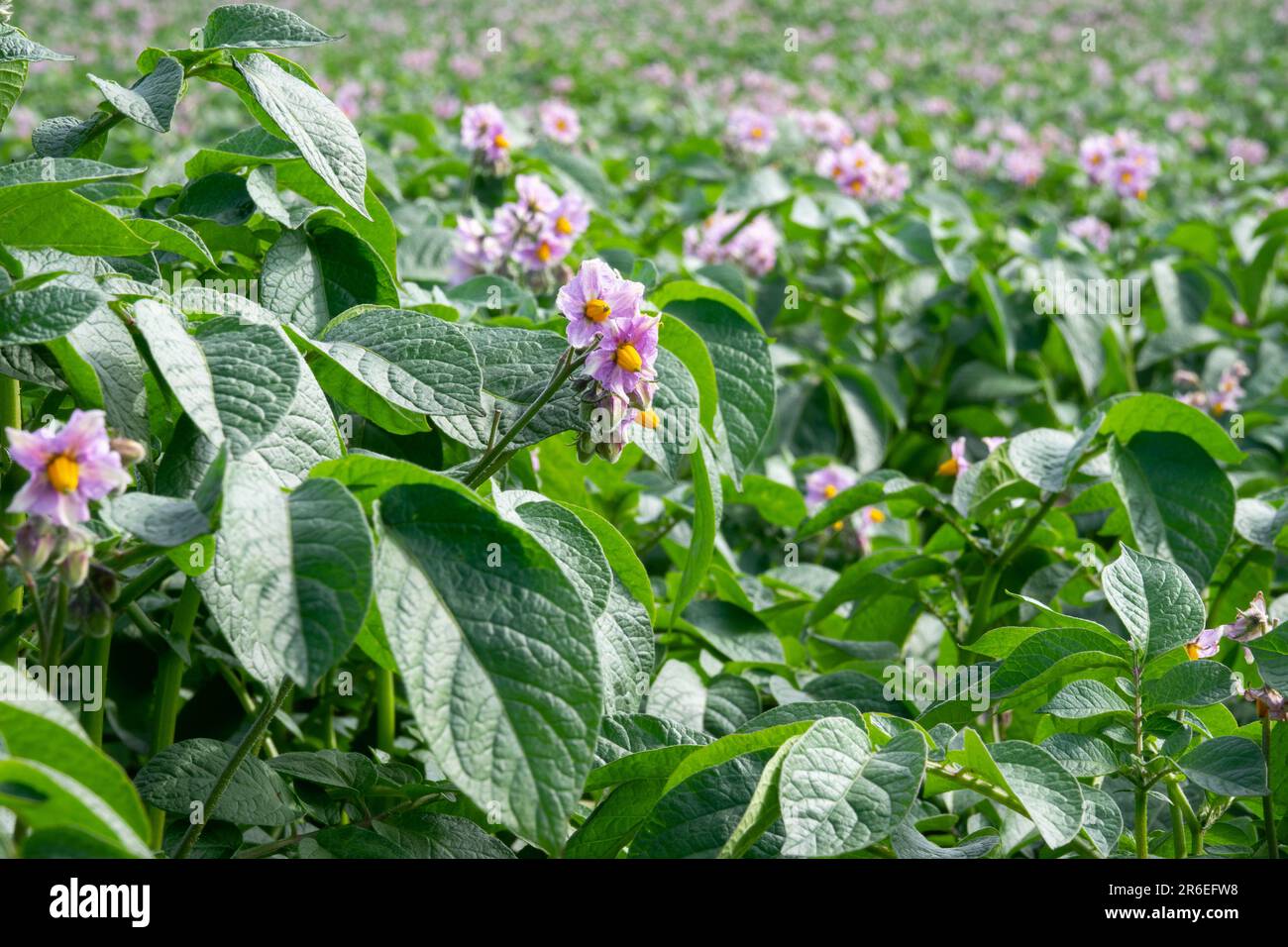 Light violet blooming potato flowers with green leaves on a farm field ...