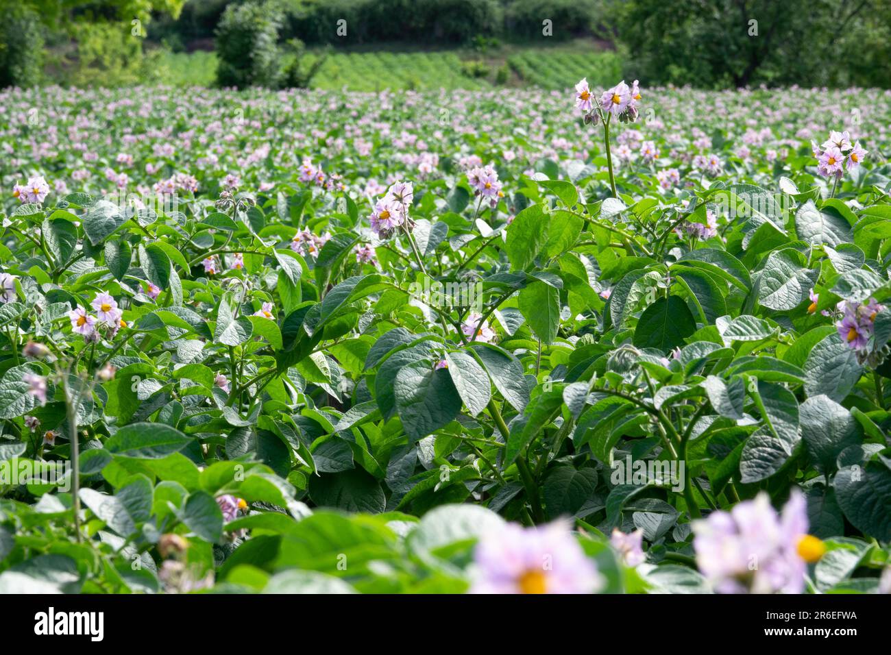 Light violet blooming potato flowers with green leaves on a farm field ...