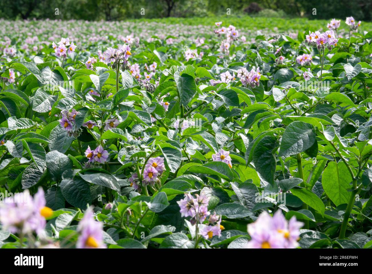 Light violet blooming potato flowers with green leaves on a farm field ...
