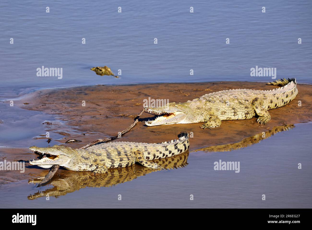Nile crocodiles (Crocodylus niloticus) at South Luangwa National Park ...