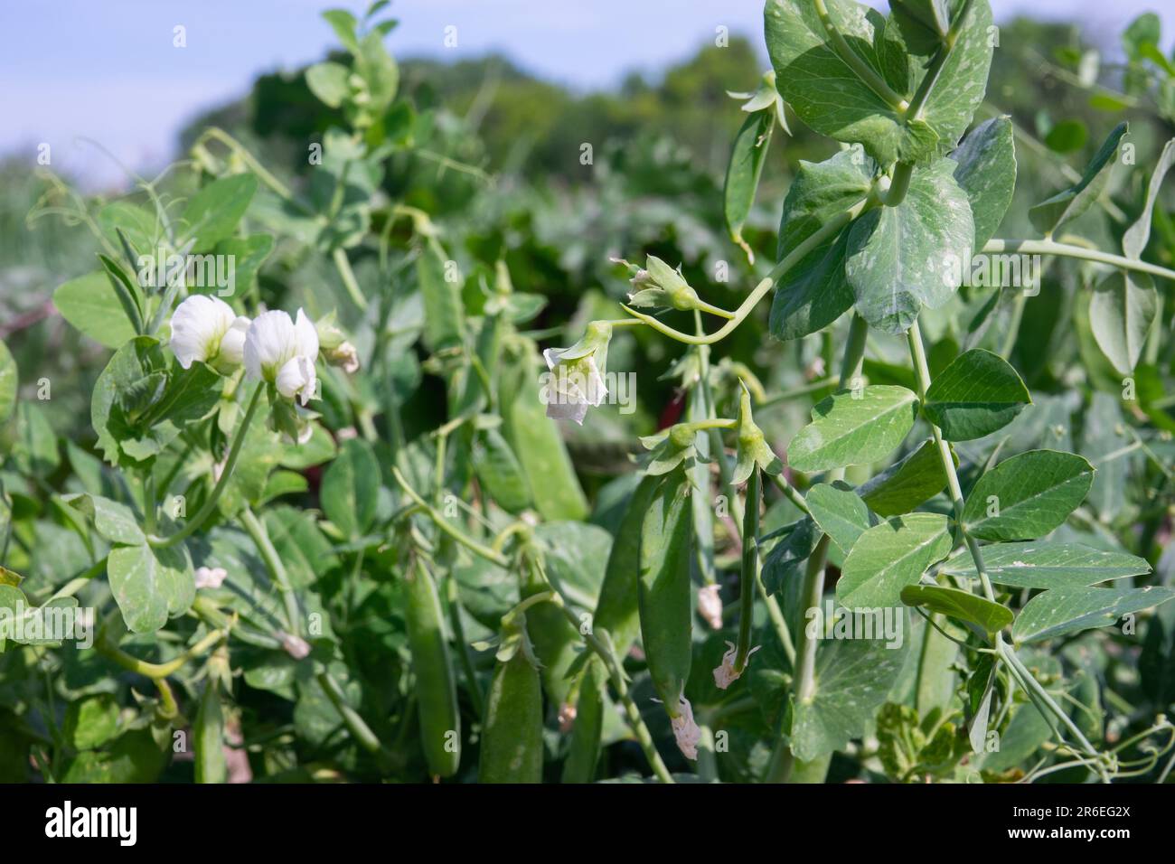 Flowering green peas close-up. Pods with green peas ripen in a pea ...