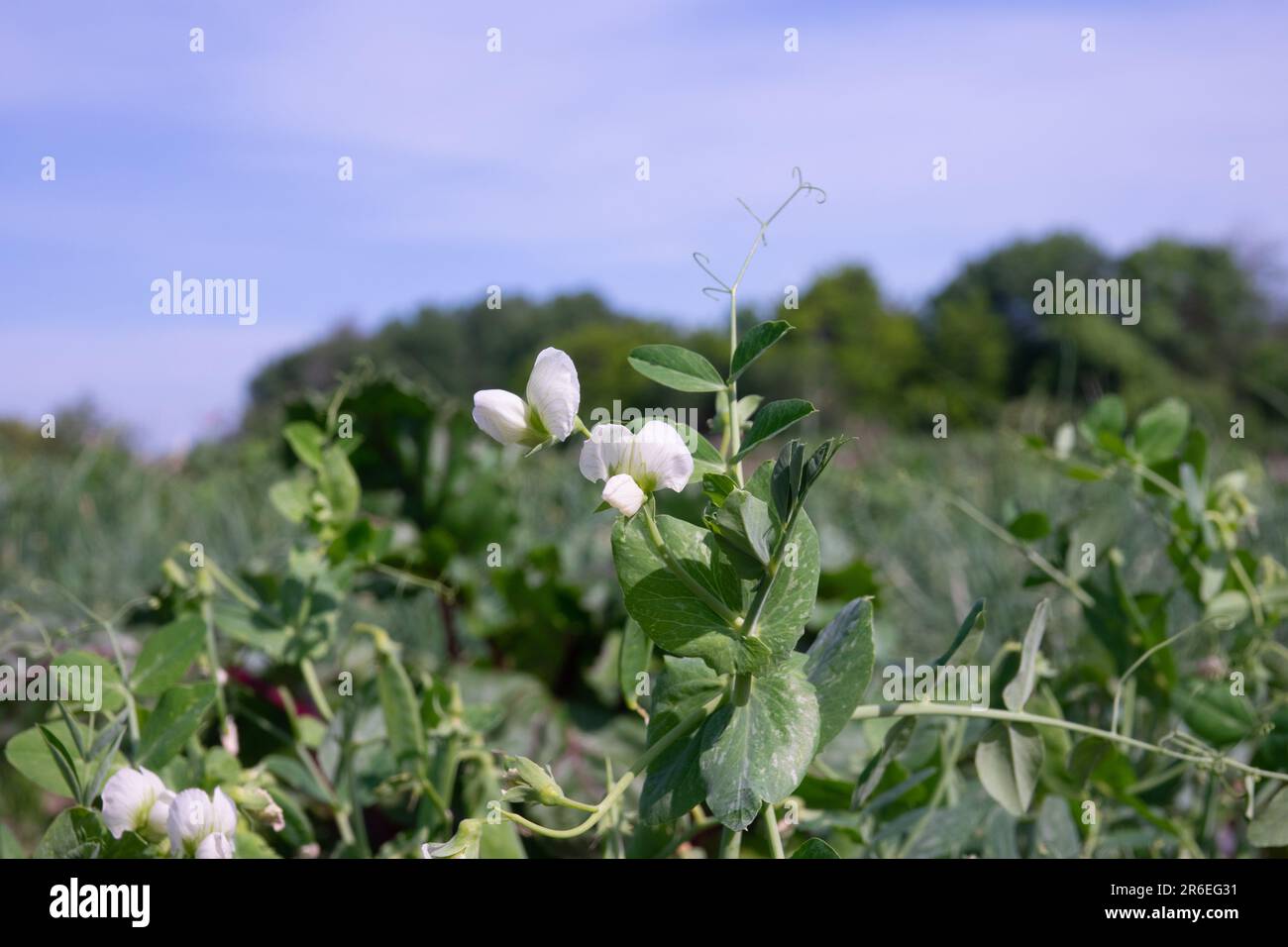 Flowering green peas close-up. Pods with green peas ripen in a pea ...
